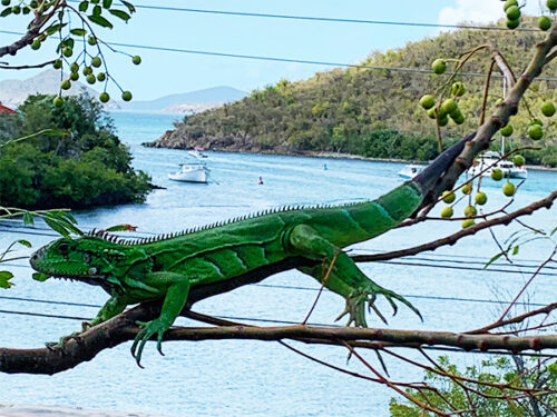 WILDLIFE - ST. JOHN, U.S. VIRGIN ISLANDS